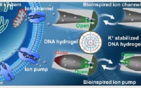 中科院理化所&化学所江雷院士团队Angew. Chem. Int. Ed.：智能DNA水凝胶高离子电流纳米通道及其可调节选择性的离子传输 - 材料牛